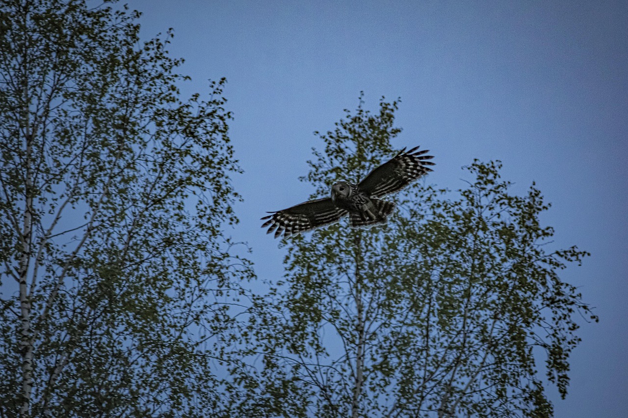 Ural Owl Strix Uralensis Bird - Free photo on Pixabay