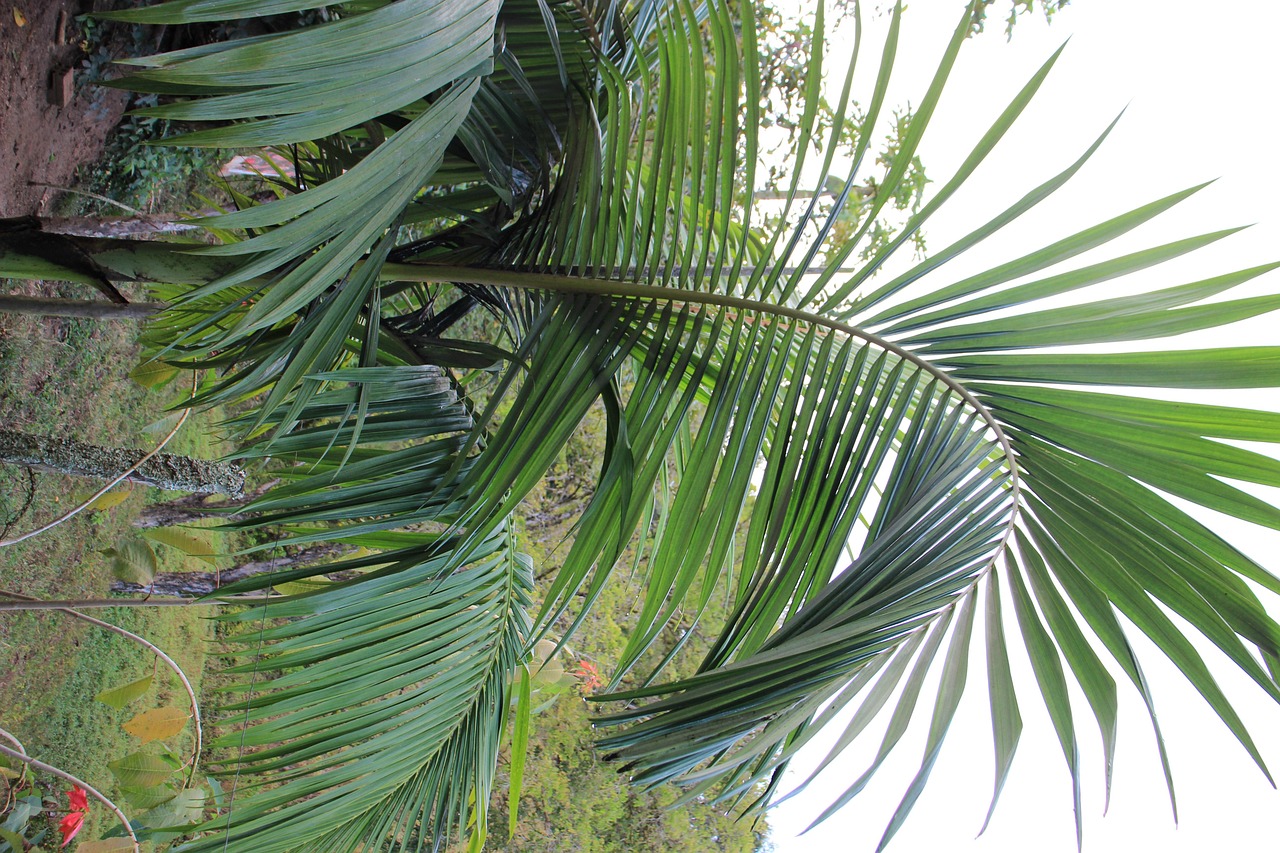 Verde Natureza - Free photo on Pixabay - Pixabay