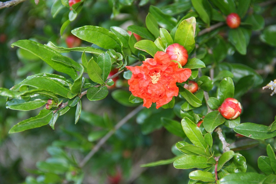 Grenadier Flower Red - Free photo on Pixabay - Pixabay