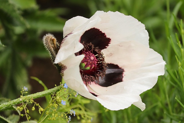Poppy Flower Papaver Orientale - Free photo on Pixabay