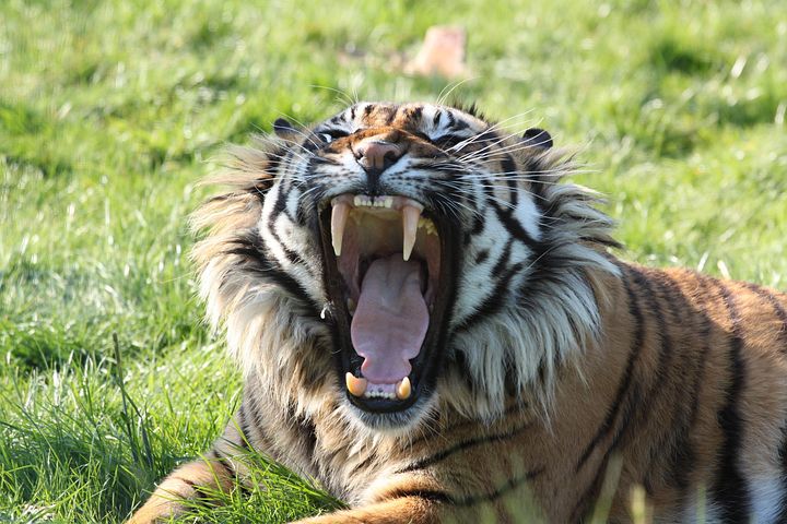 100+ Free Fierce & Animal Photos - Pixabay