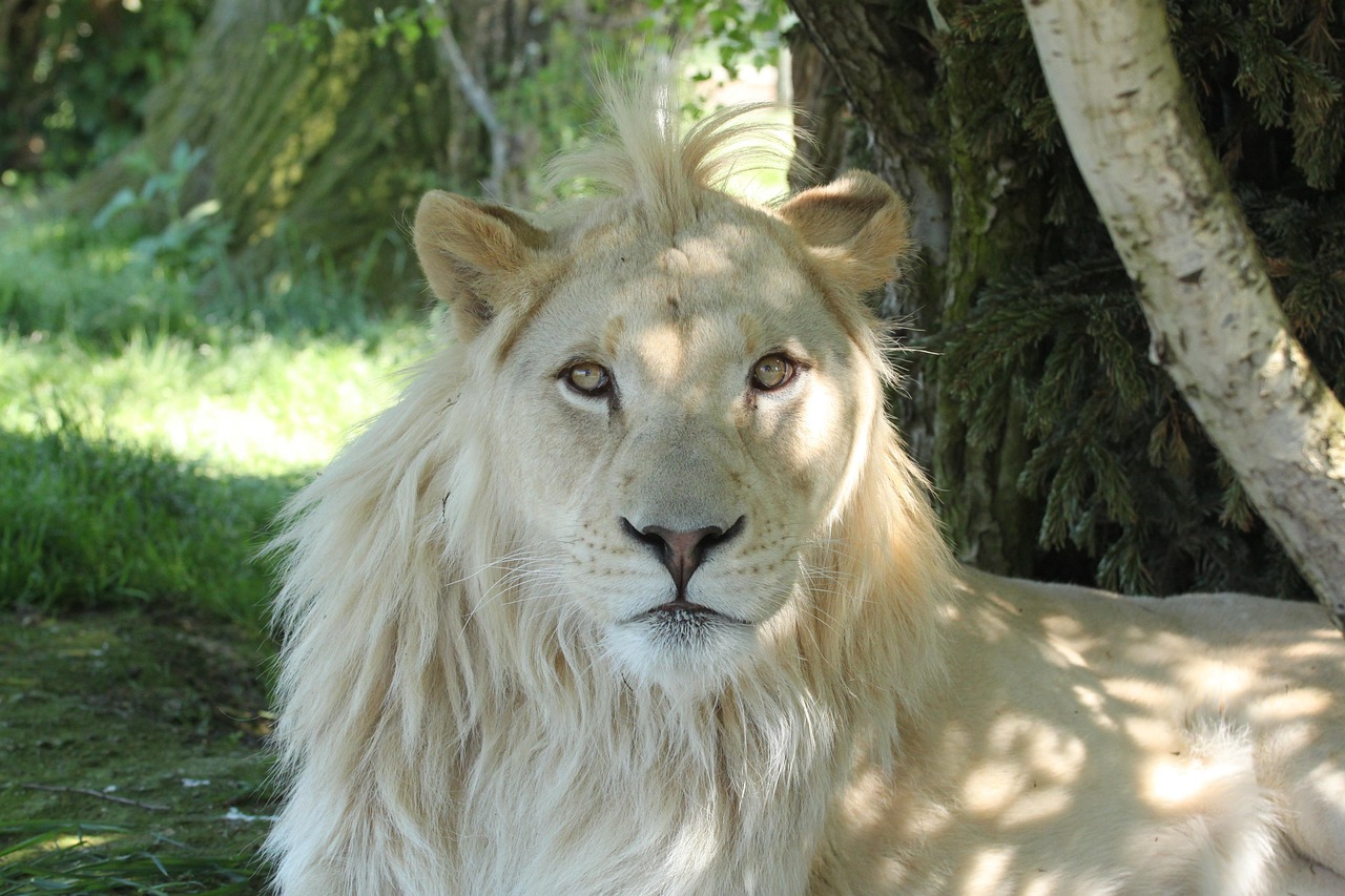200+ Free White Lion & Lion Images - Pixabay