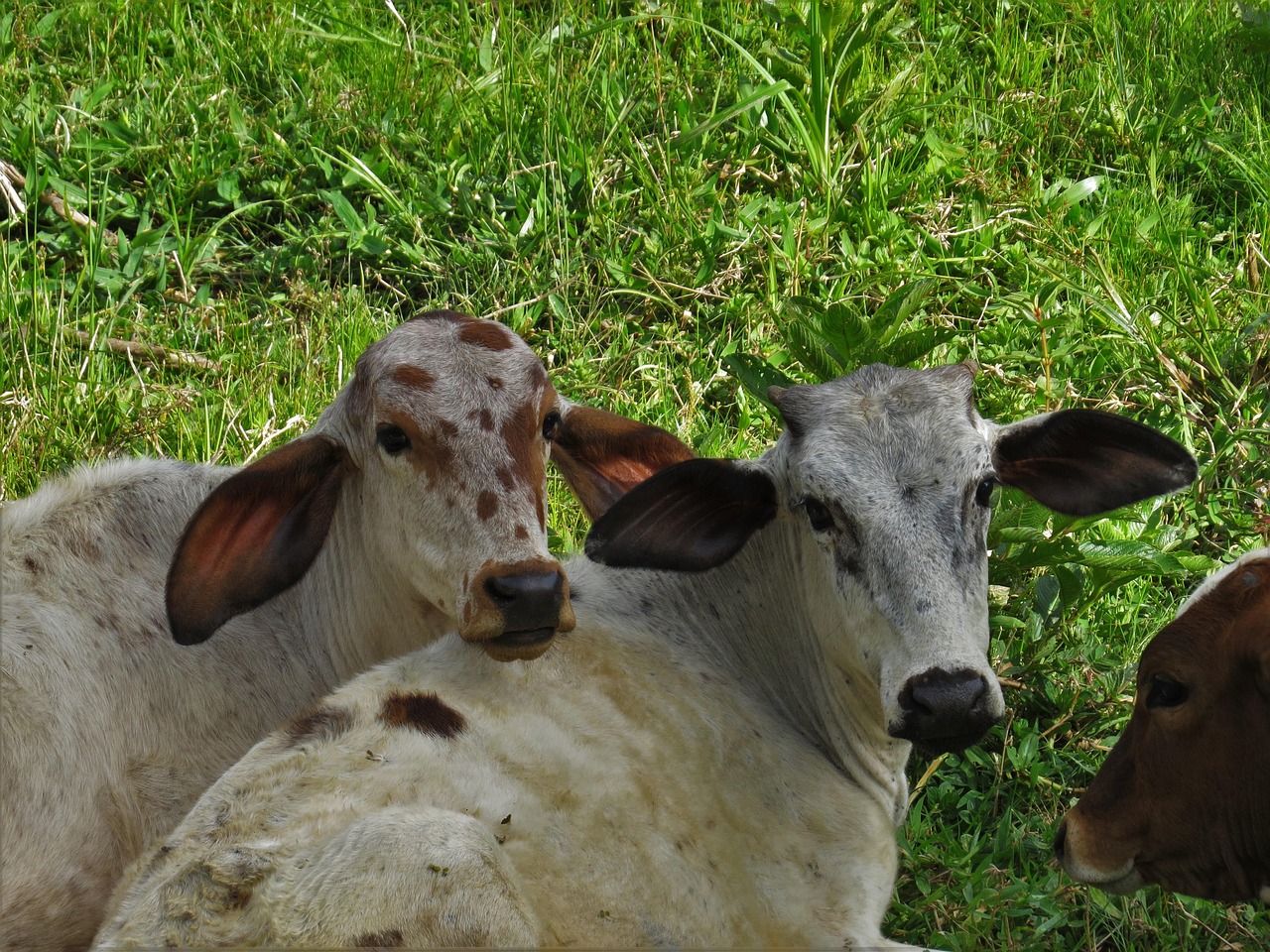 Boi Kalb Tier - Kostenloses Foto auf Pixabay - Pixabay