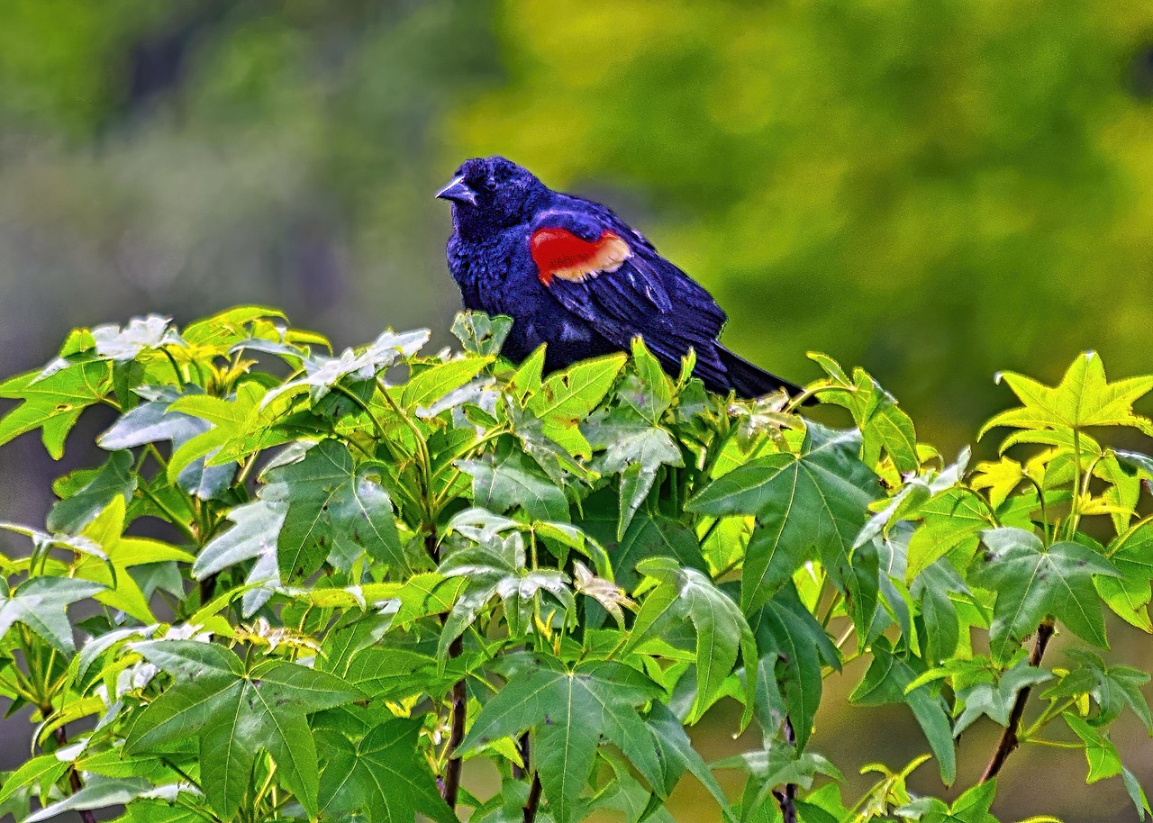 Blackbird Nature Red-Winged - Free photo on Pixabay - Pixabay