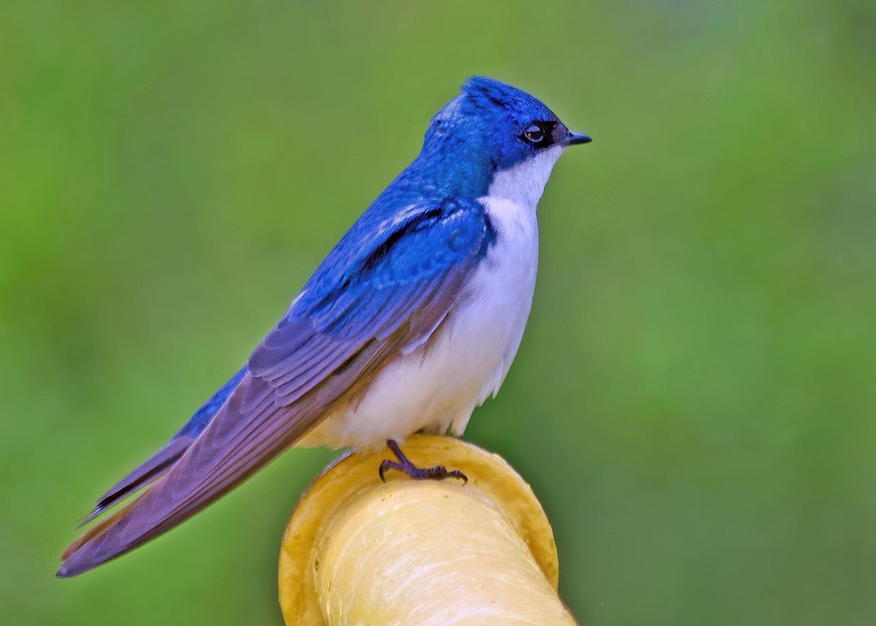 Blue Bird Wren - Free photo on Pixabay