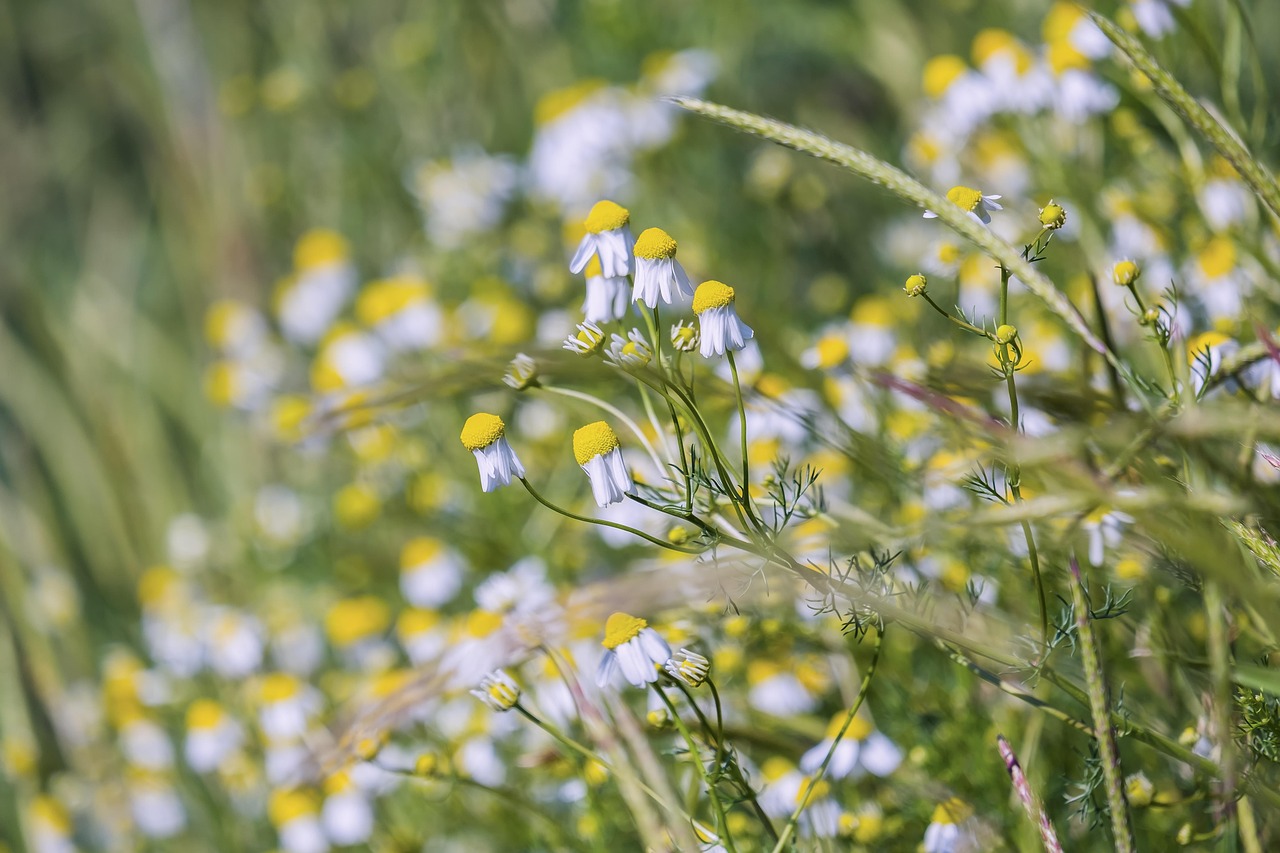 Más de 600 imágenes gratis de Manzanilla Plantas y Manzanilla - Pixabay