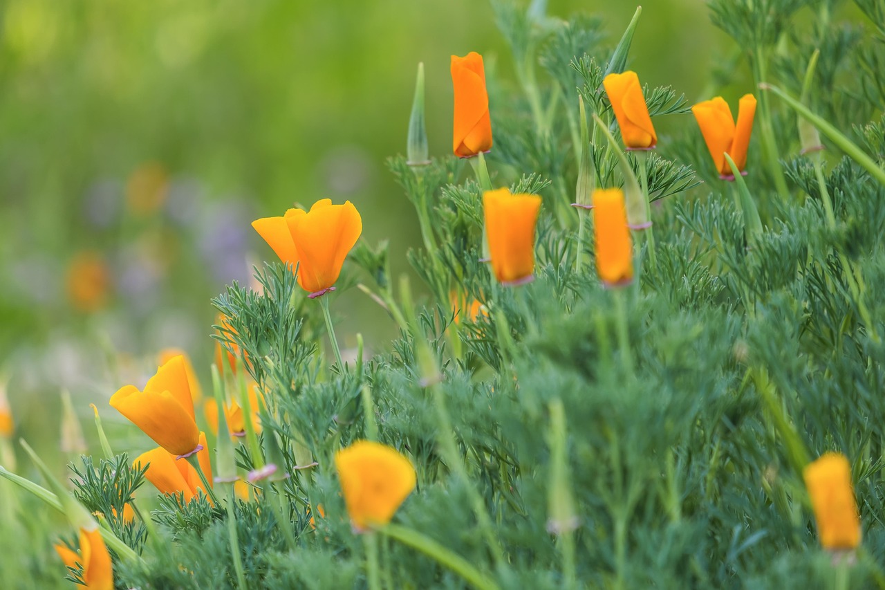 10,000+ Free California Poppy & Nature Images - Pixabay