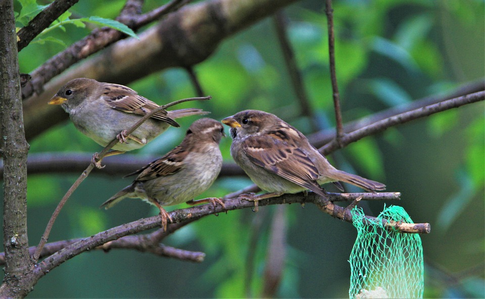 Sparrows Family Sparrow Birds - Free photo on Pixabay - Pixabay