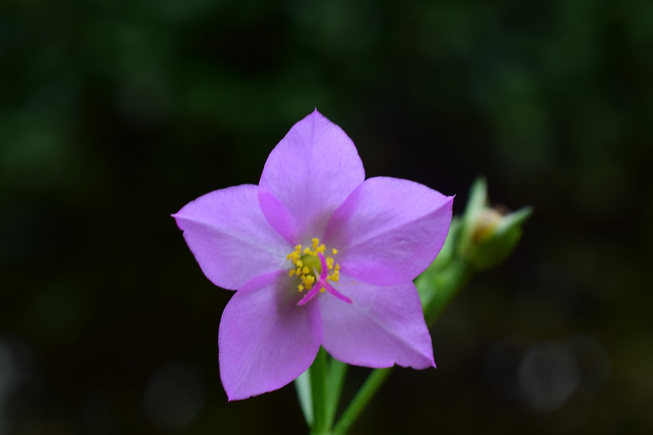 Blume Natur - Kostenloses Foto auf Pixabay - Pixabay