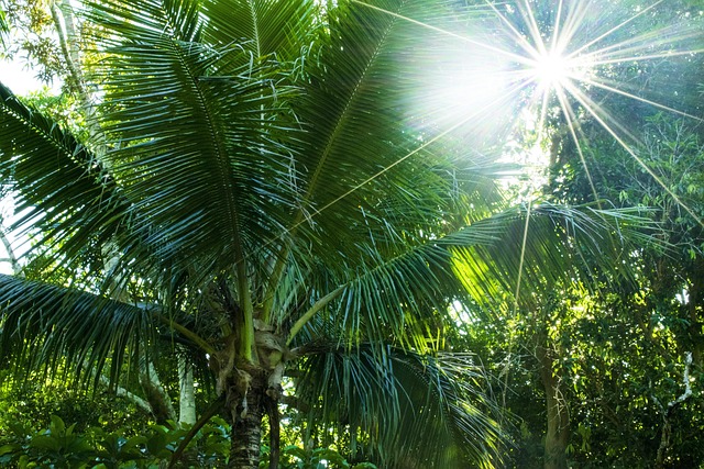 Forêt Atlantique Soleil - Photo gratuite sur Pixabay - Pixabay