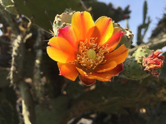 La Tuna De Flor Florecer Cactus - Foto gratis en Pixabay - Pixabay