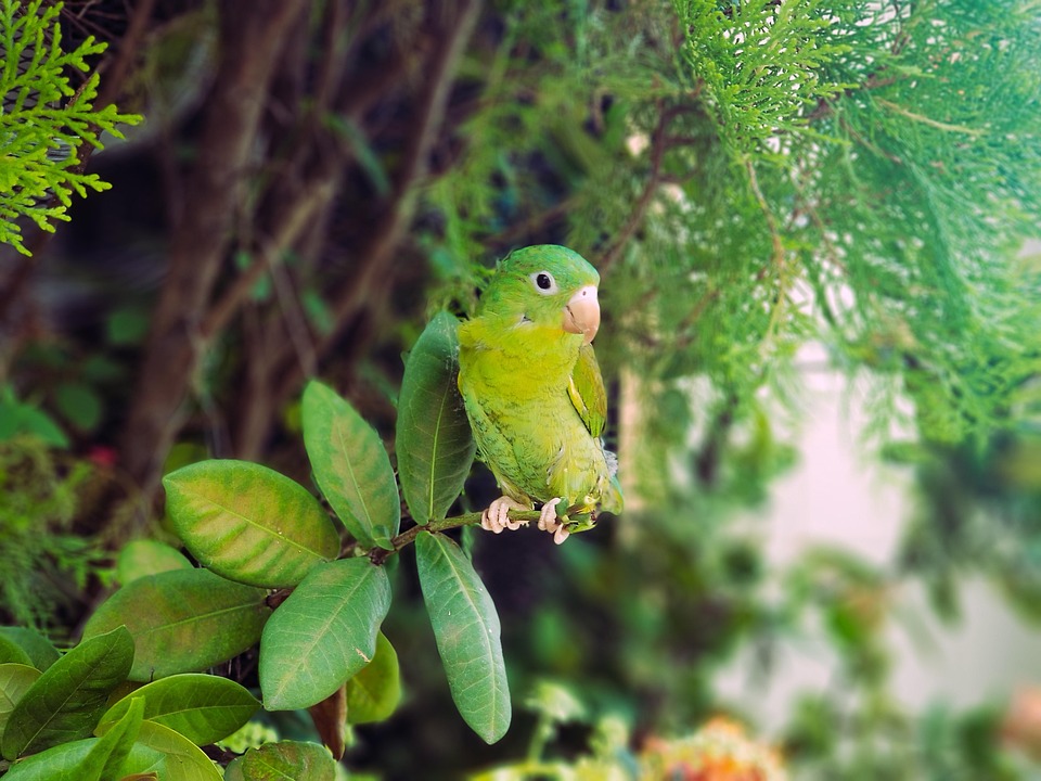 Ave Verde - Kostenloses Foto auf Pixabay - Pixabay