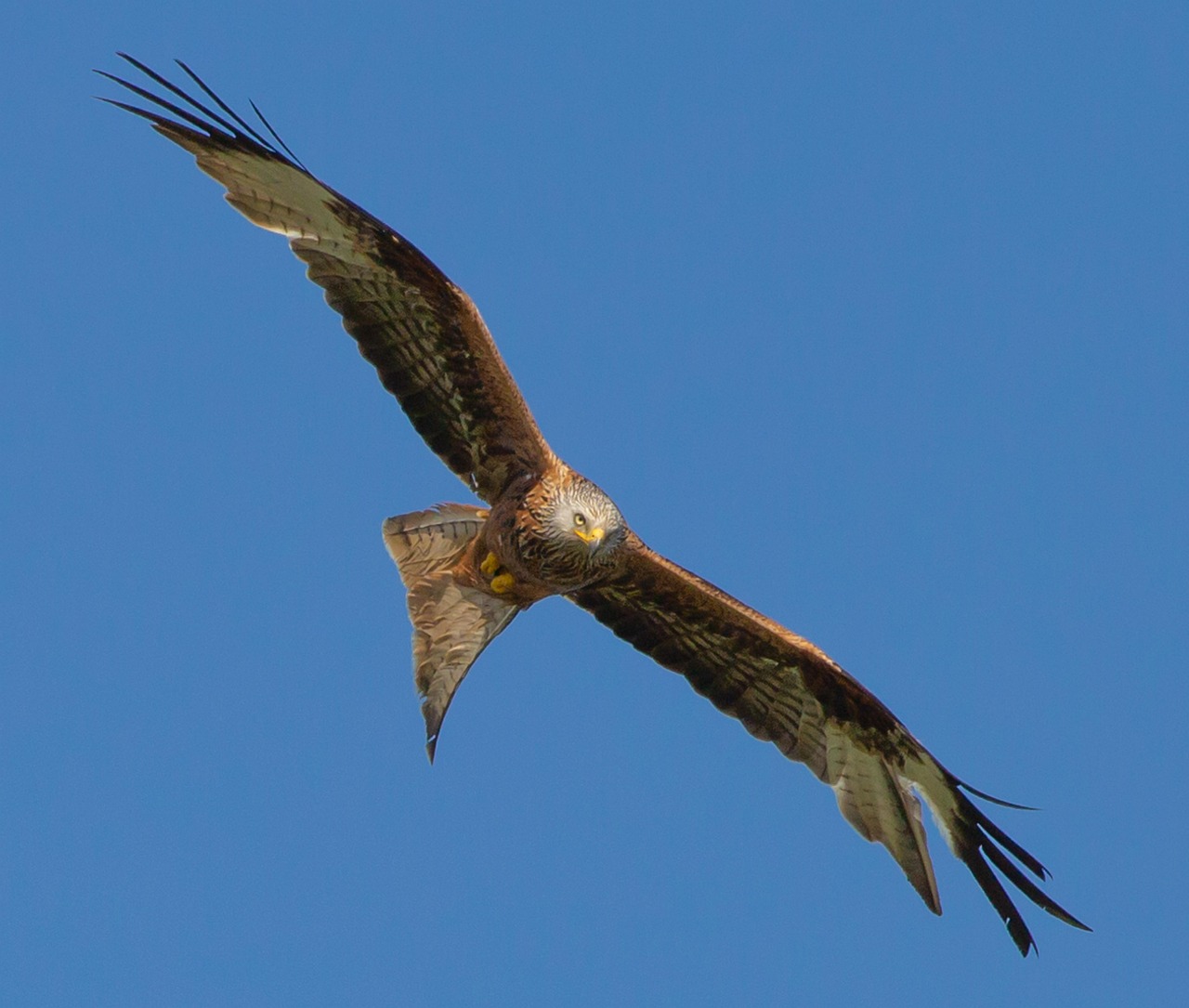 200,000+ Free Kites In The Sky & Kite Images - Pixabay