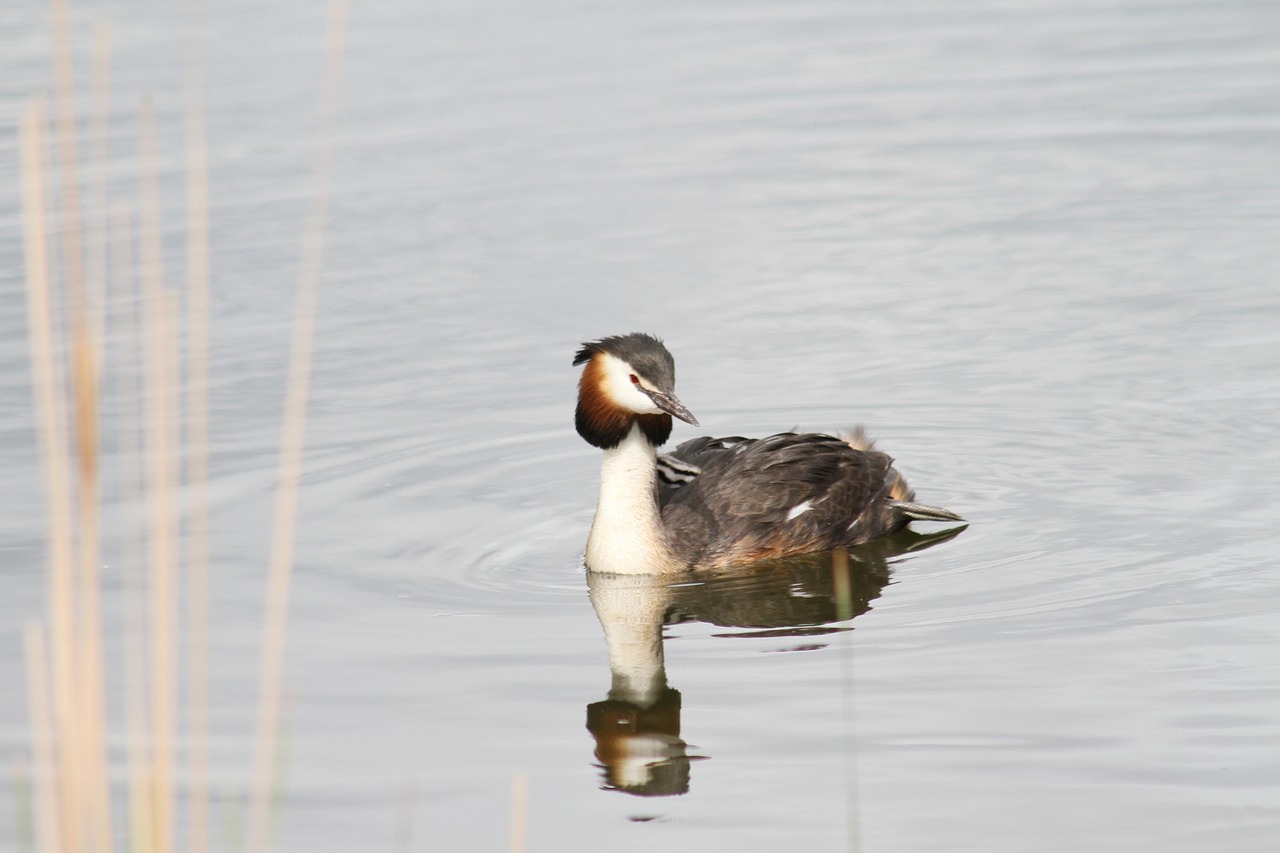 Besar Crested Grebe Burung Dalam - Foto gratis di Pixabay - Pixabay