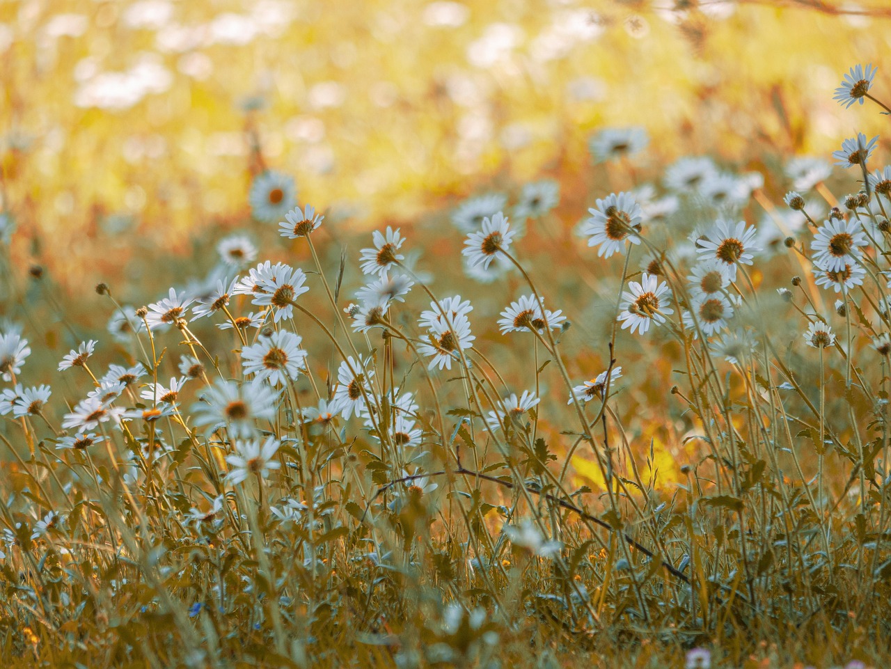 1.000+ kostenlose Margeriten und Natur-Bilder - Pixabay