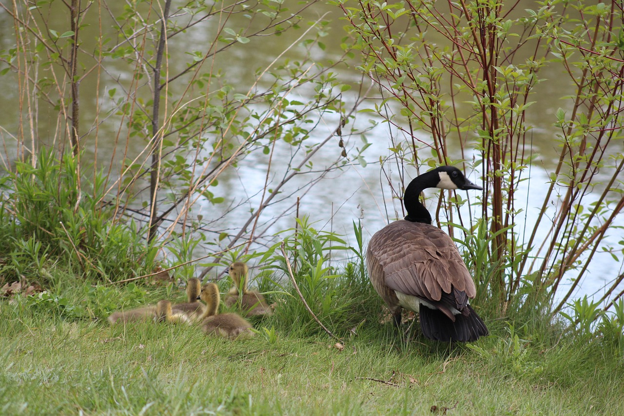 Nature Birds Fauna - Free photo on Pixabay - Pixabay