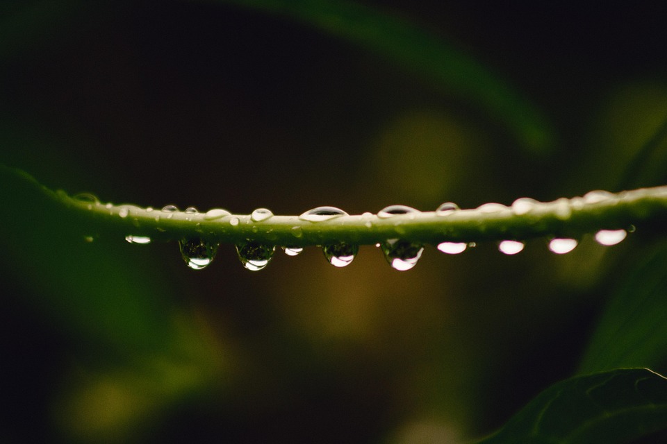 Water Dew Dripping - Free photo on Pixabay - Pixabay