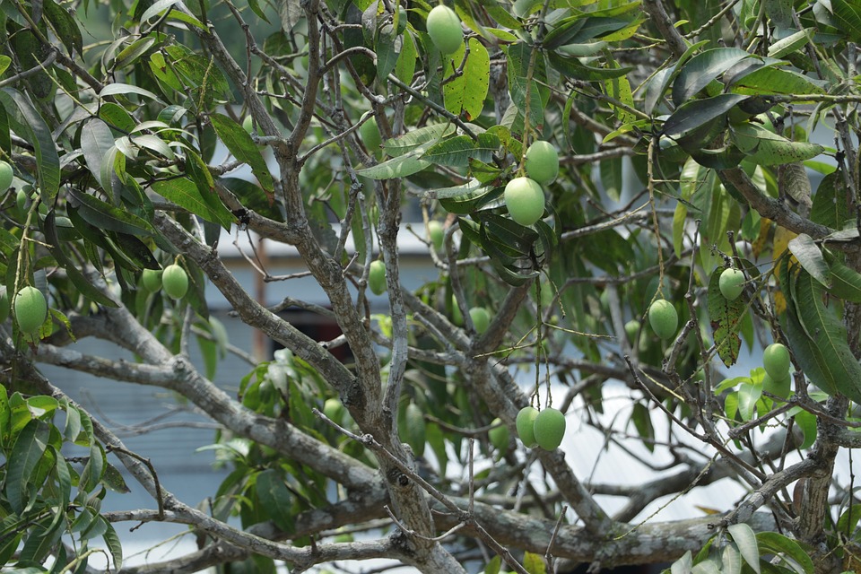 Mango Fruit Food - Free photo on Pixabay - Pixabay