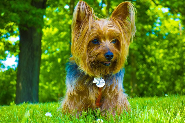Dog Yorkie Cute - Free photo on Pixabay - Pixabay