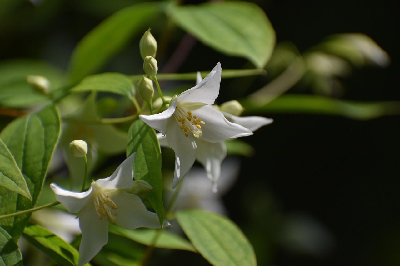 Fleurs Le Printemps Flore - Photo gratuite sur Pixabay - Pixabay