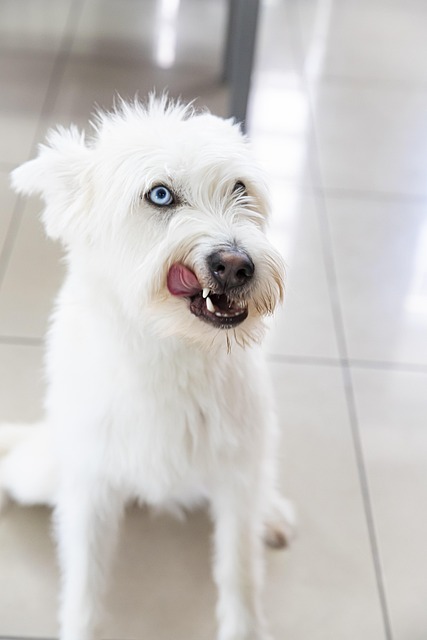 Dog Dogs Köpek Hayvan - Free photo on Pixabay - Pixabay