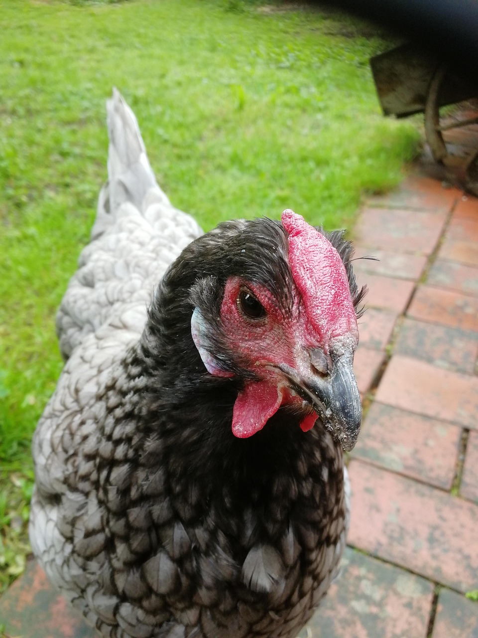 Poulet Oiseau Animal La - Photo gratuite sur Pixabay - Pixabay