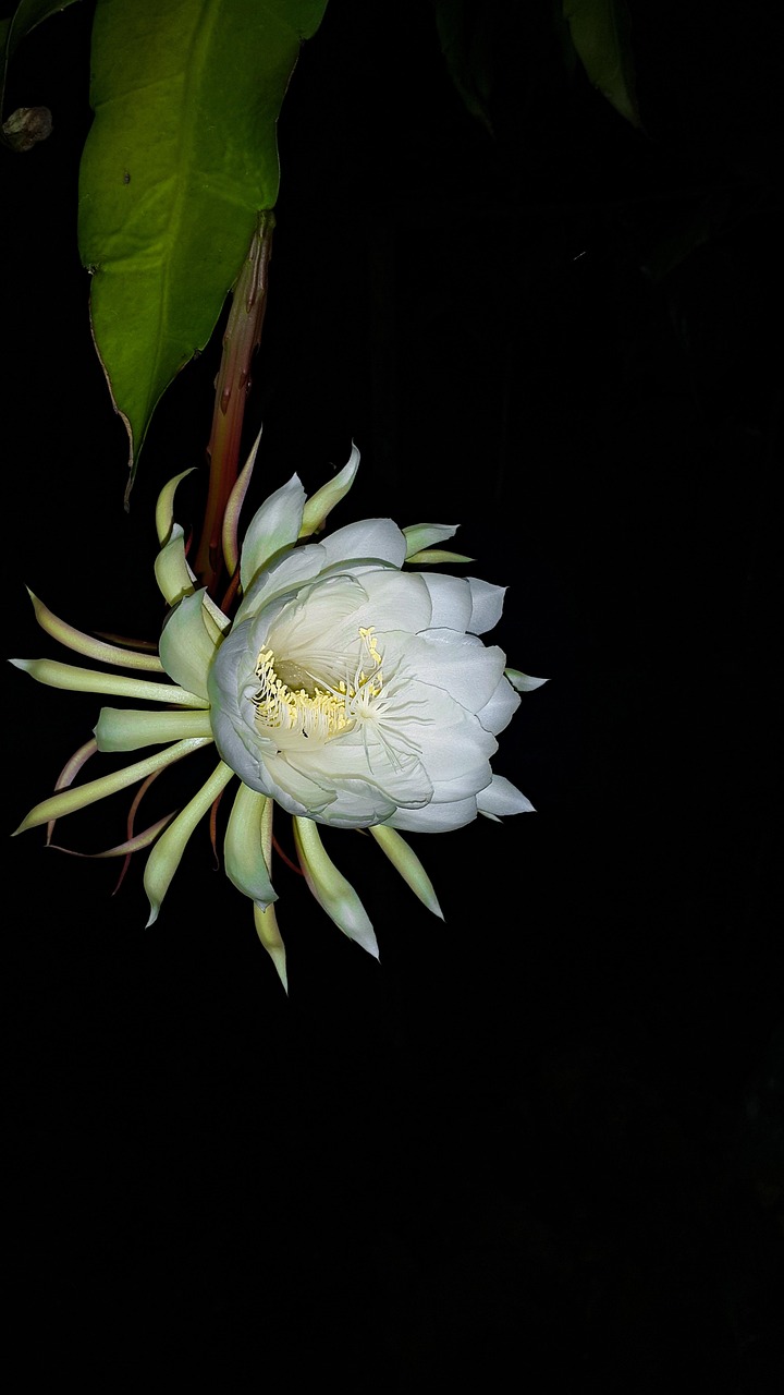 Kadupul Vesak Season Sri - Free photo on Pixabay - Pixabay