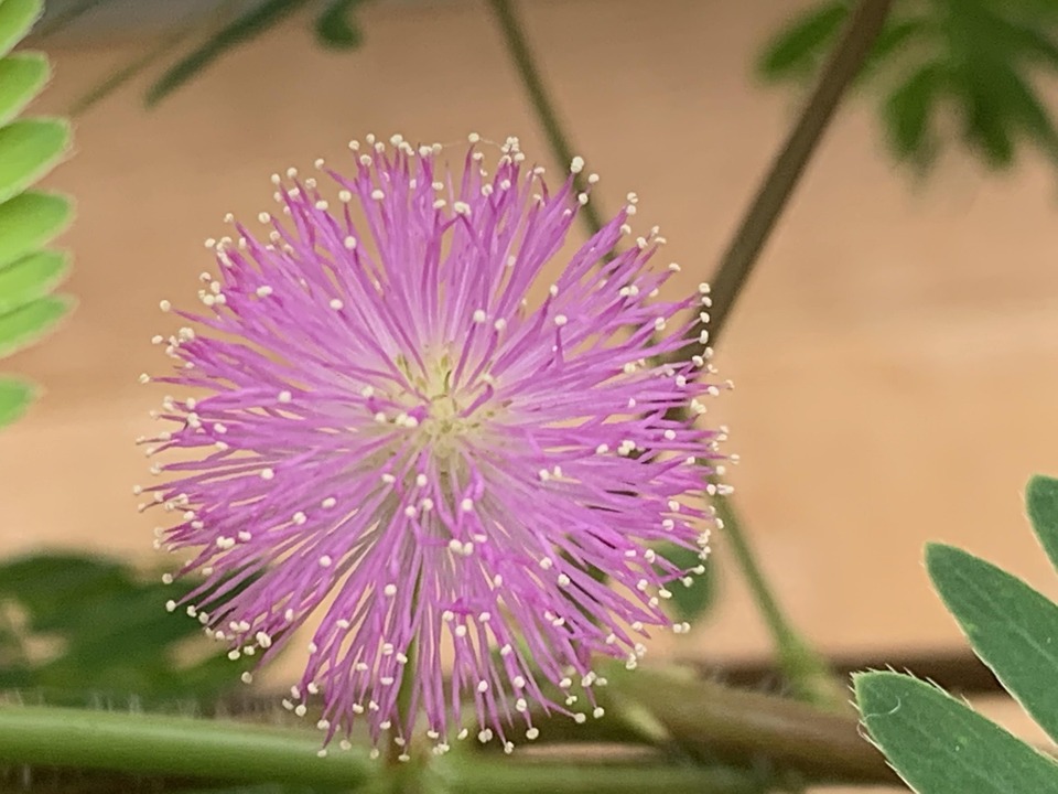 Mimosa - Photo gratuite sur Pixabay - Pixabay