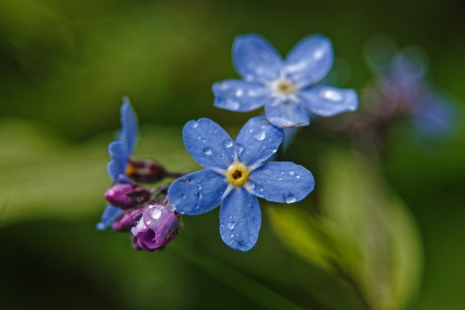 Morning Summer Forget-Me-Not - Free photo on Pixabay
