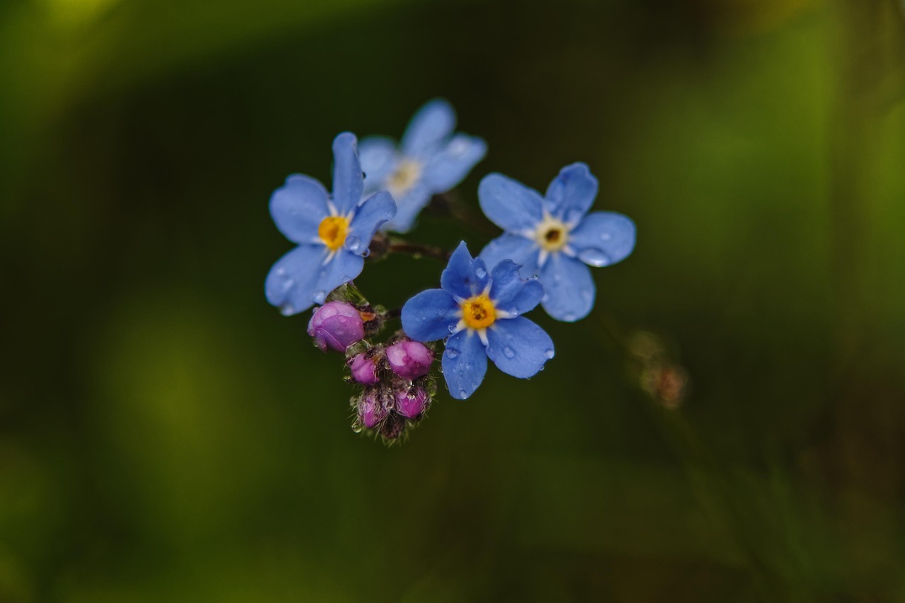 Morning Summer Forget-Me-Not - Free photo on Pixabay - Pixabay
