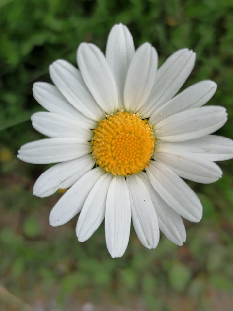 Margarida Flor Natureza - Foto gratuita no Pixabay - Pixabay
