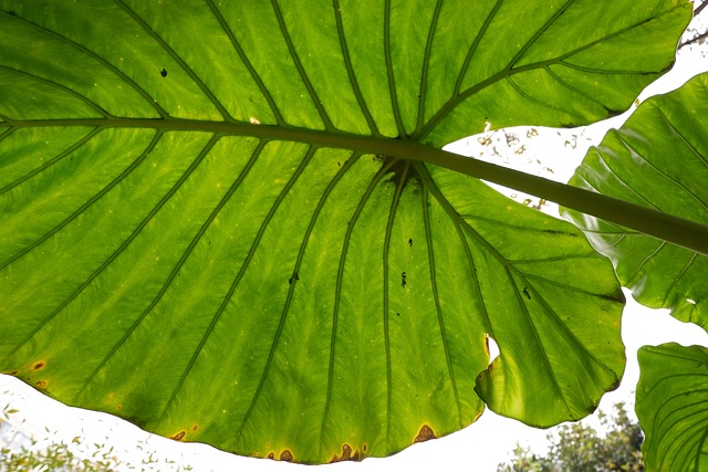 Feuilles De La Plante Naturel - Photo gratuite sur Pixabay - Pixabay