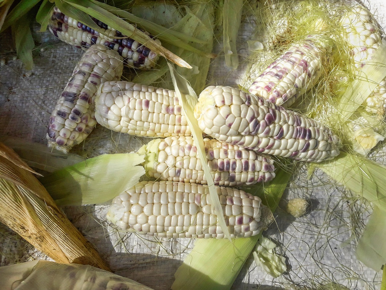 Vietnamese Sticky Corn Plant - Free photo on Pixabay