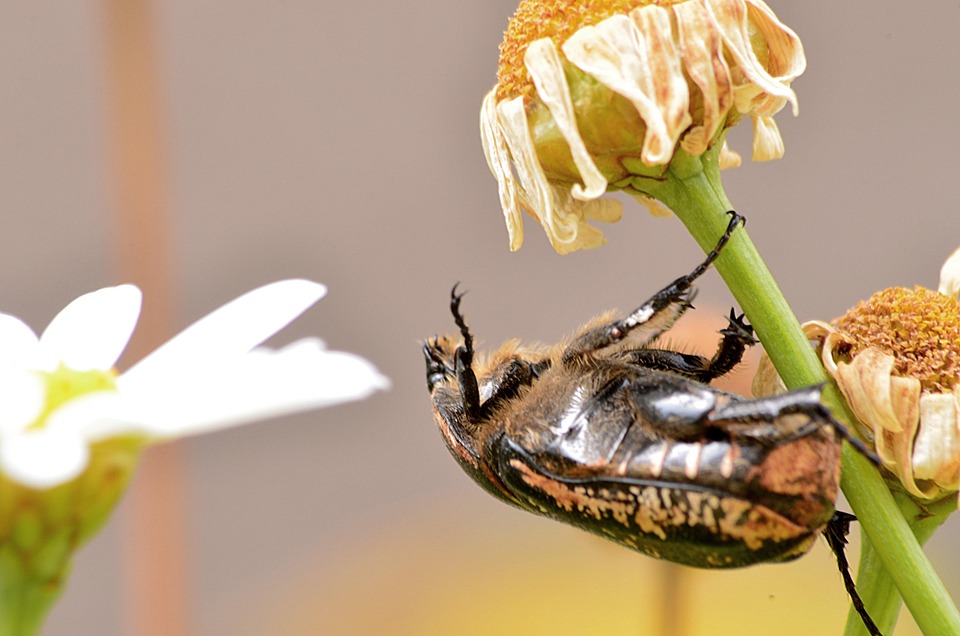 Beetle Insect Nature - Free photo on Pixabay