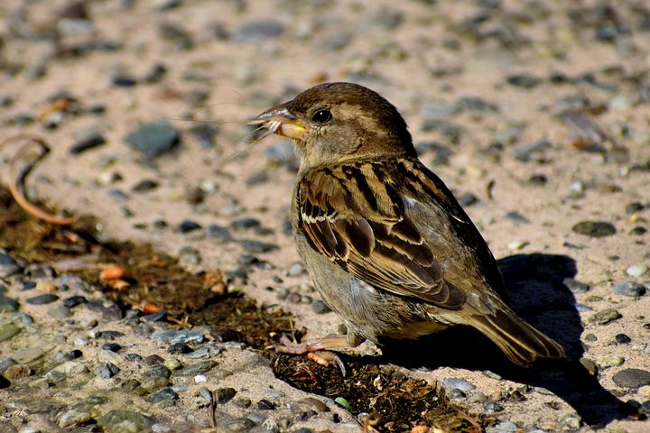 3,000+ Free Sparrow & Bird Images