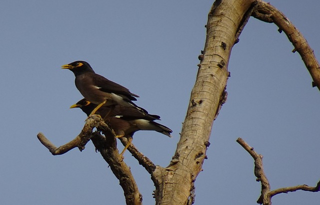 Common Myna Indian Bird - Free photo on Pixabay - Pixabay