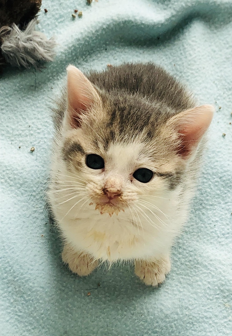 Chaton - Photo gratuite sur Pixabay - Pixabay