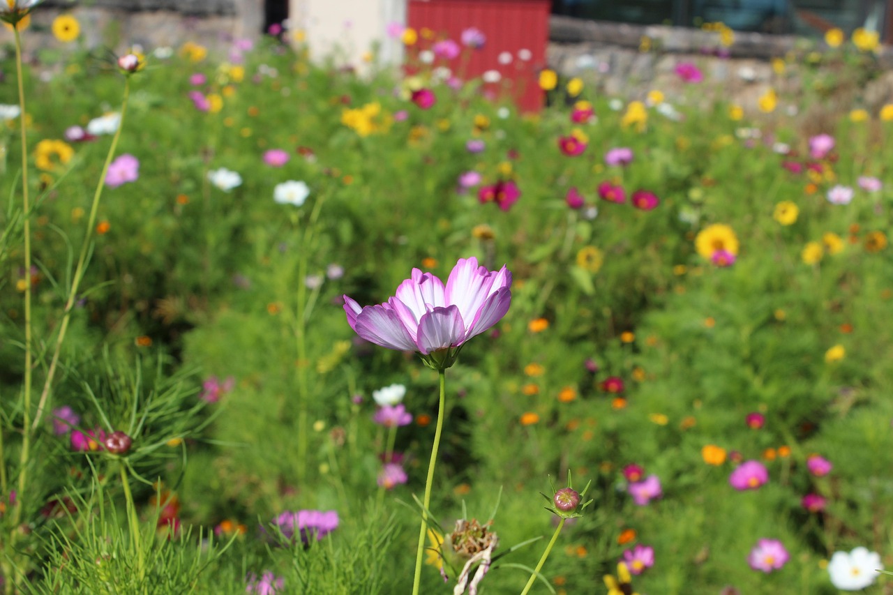 Prairie Fleur Fleurs La - Photo gratuite sur Pixabay - Pixabay