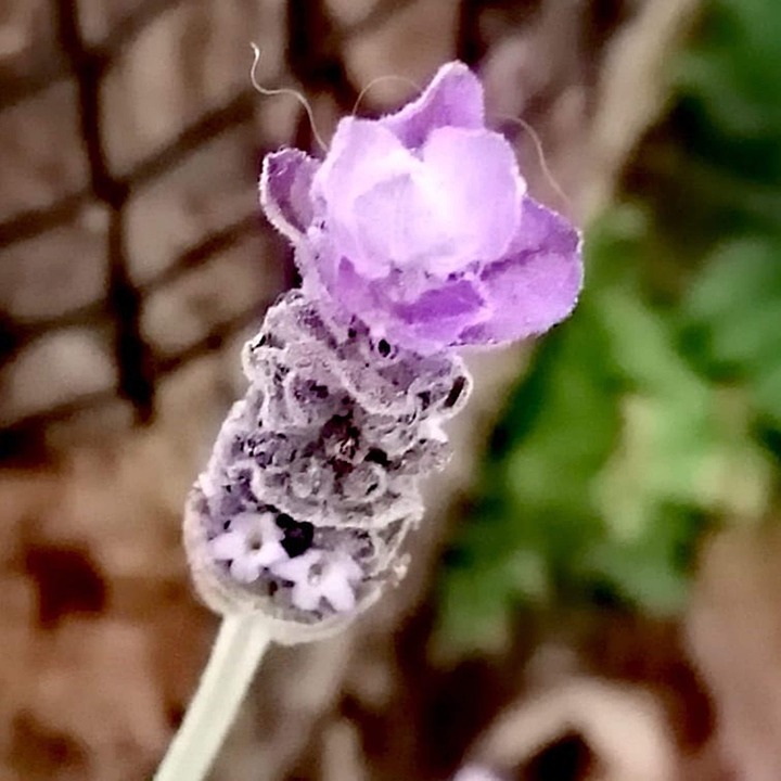 Lavender Bunga Bush - Foto gratis di Pixabay - Pixabay