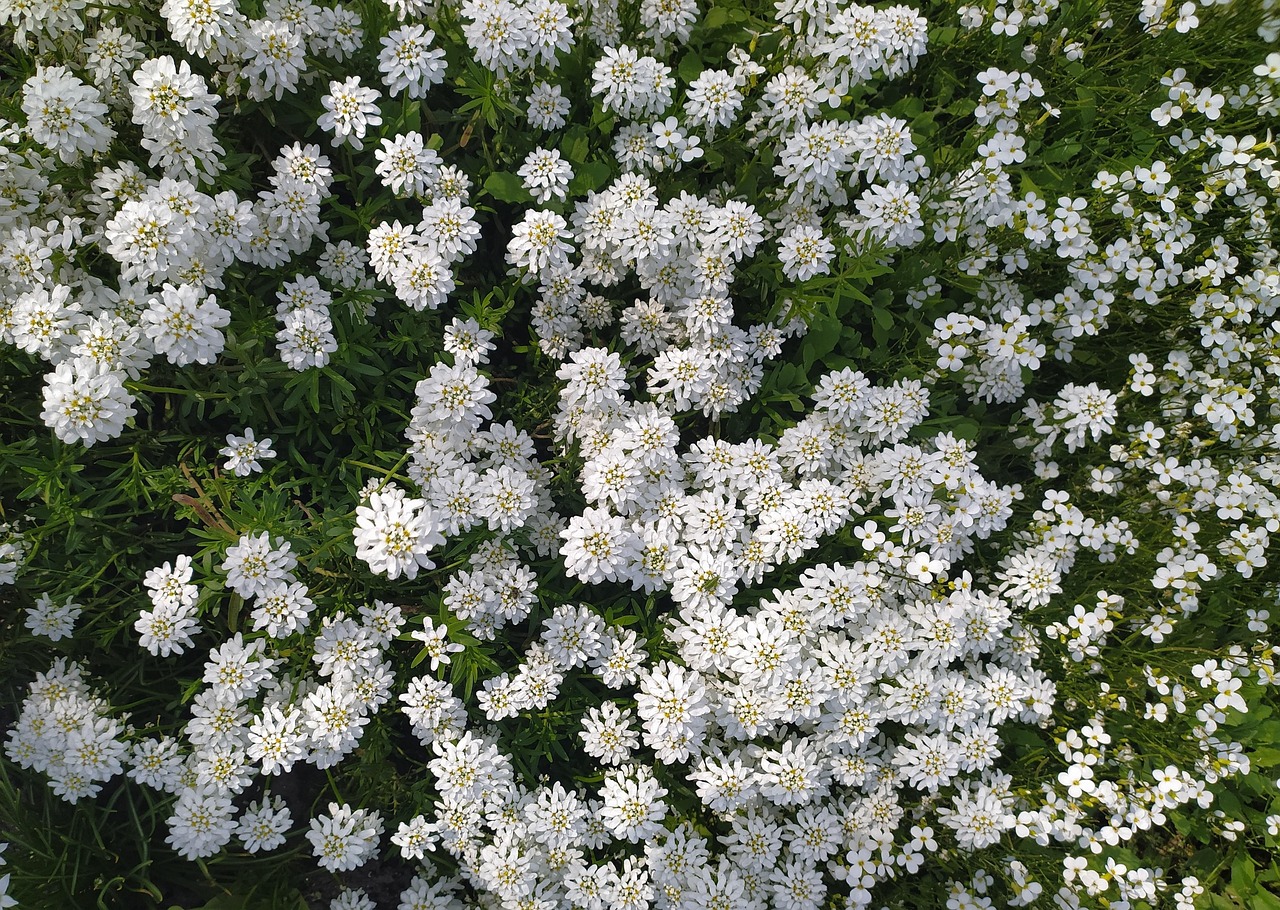 Flowers Blanche Nature - Photo gratuite sur Pixabay - Pixabay