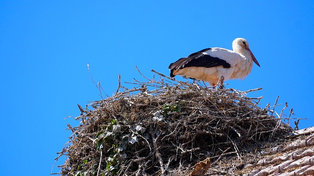 Cigogne Nid Animal - Photo gratuite sur Pixabay - Pixabay