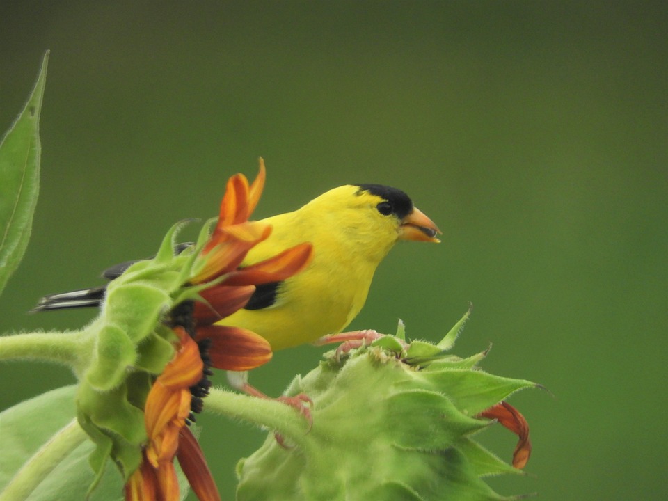 American Tikli Yellow Bird Lintu - Ilmainen valokuva Pixabayssa - Pixabay