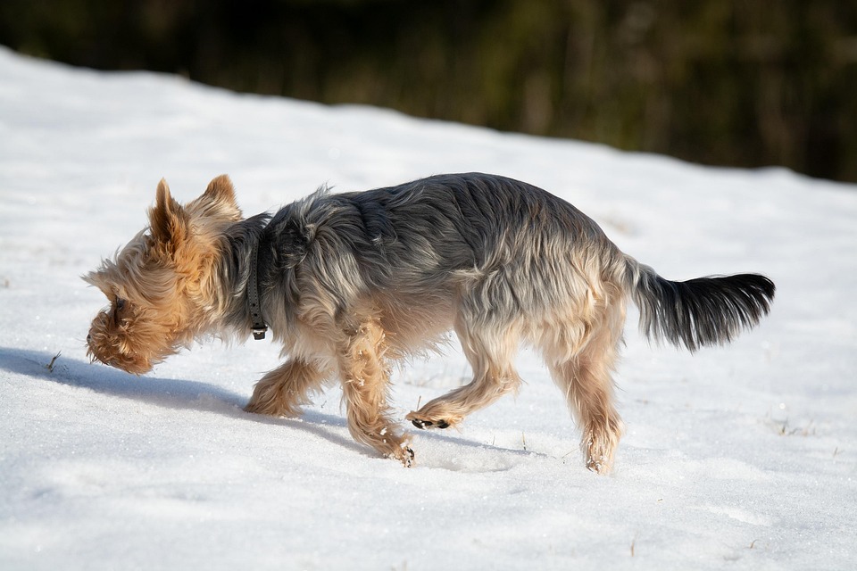 Dog Winter Snow - Free photo on Pixabay