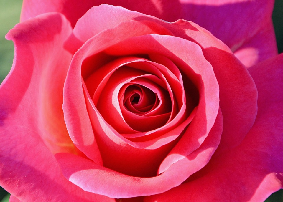 Rose Rouge Herbe - Photo gratuite sur Pixabay - Pixabay