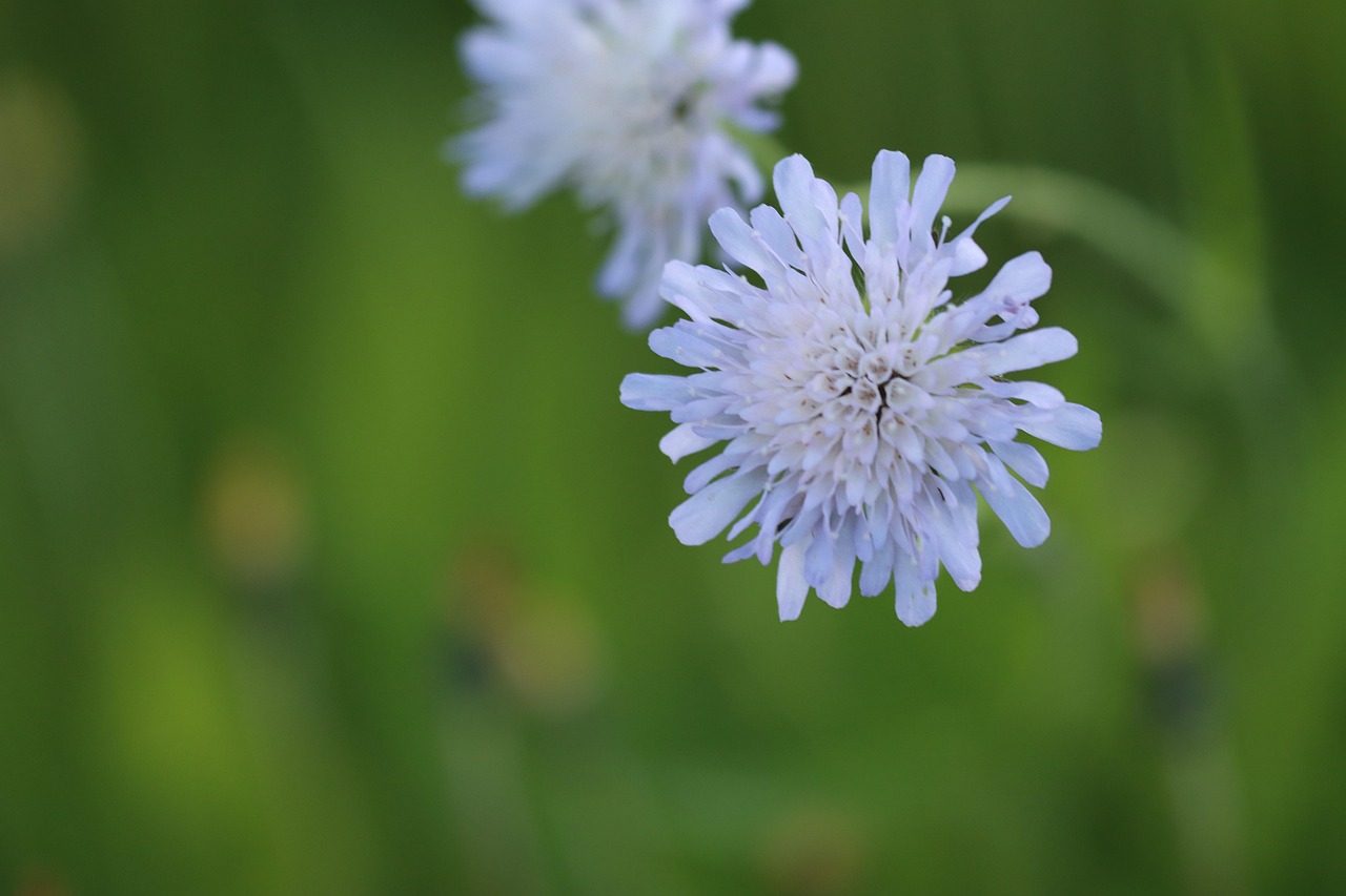 Prairie Fleurie Fleur Bleu - Photo gratuite sur Pixabay - Pixabay