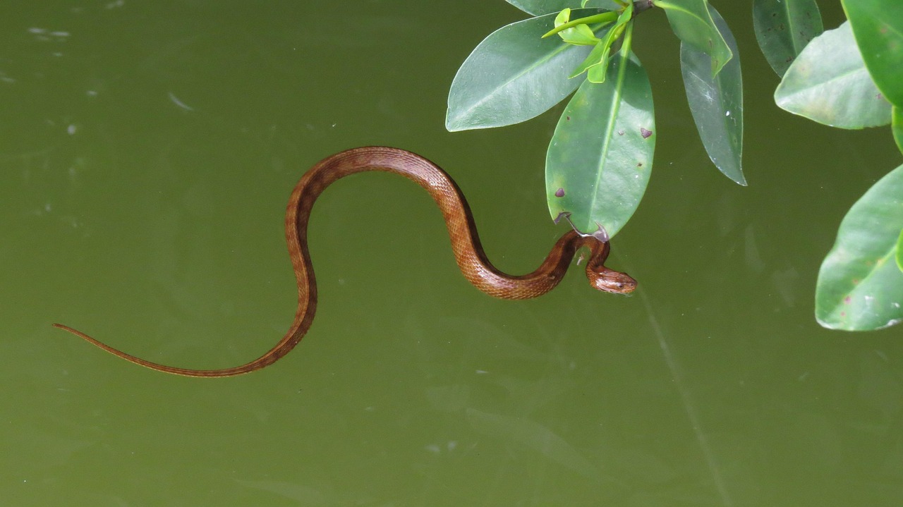 Swimming Snake In The Everglades - Free photo on Pixabay - Pixabay