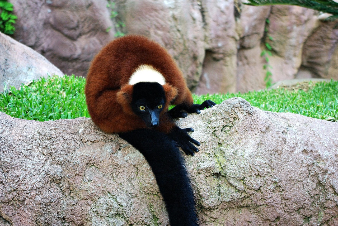 Animal Lemur Zoo - Free photo on Pixabay - Pixabay