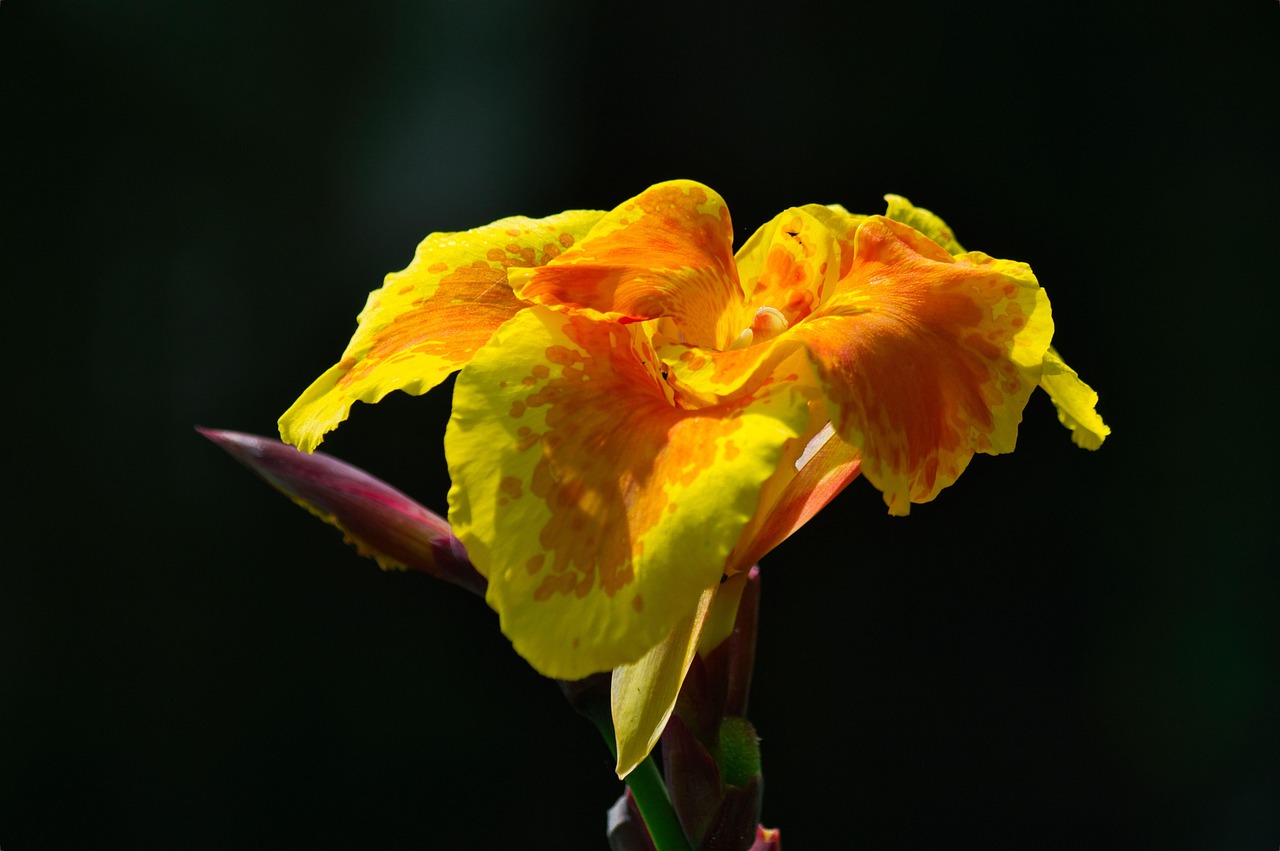Costa Rica Planta Flor - Foto gratis en Pixabay - Pixabay