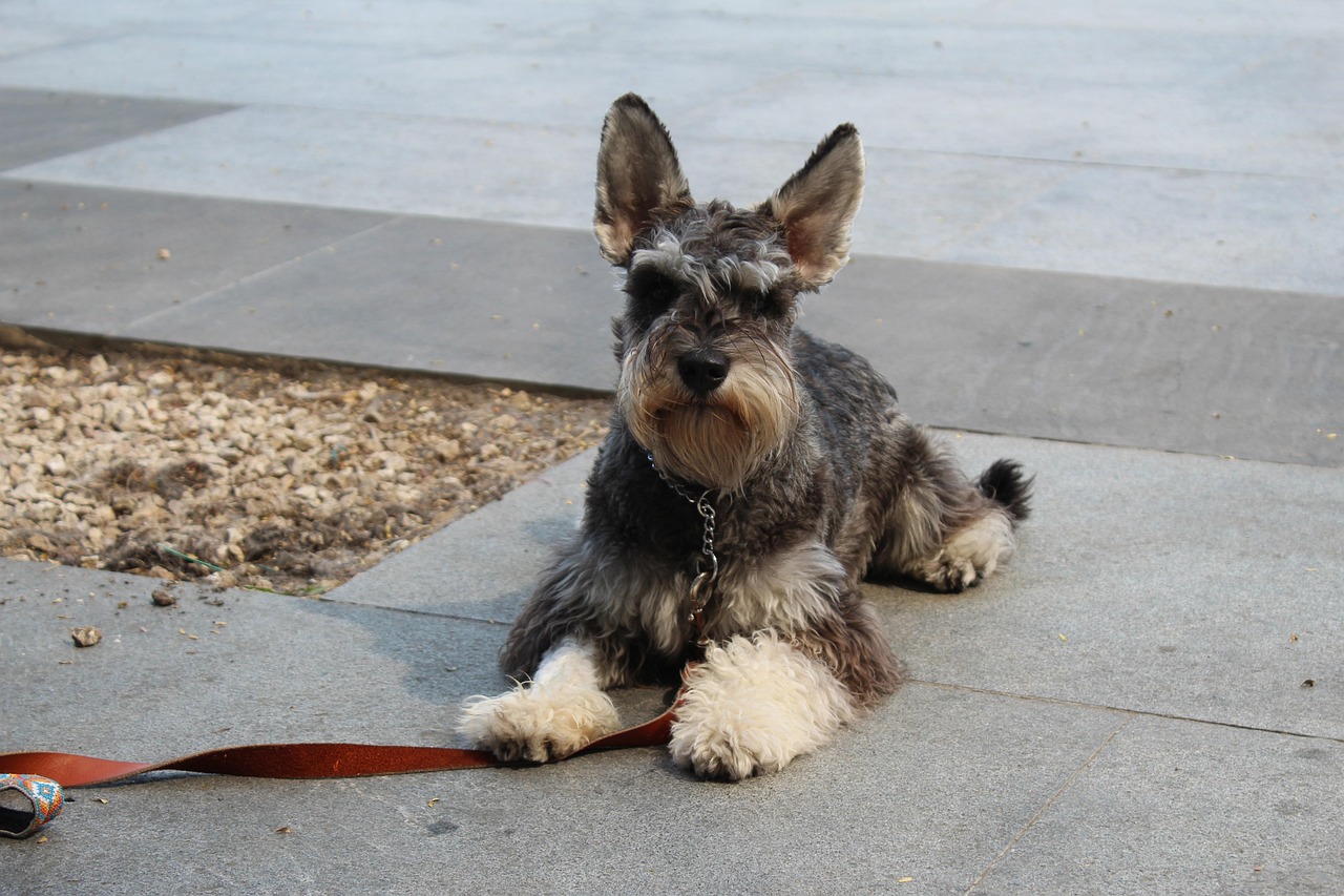 Más de 50 000 imágenes gratis de Perro Schnauzer y Perro - Pixabay