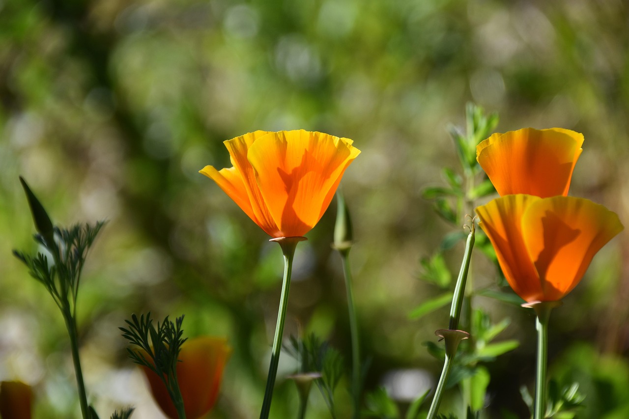 Plus de 400 000 photos gratuites de Fleurs Printanières et de Fleurs ...